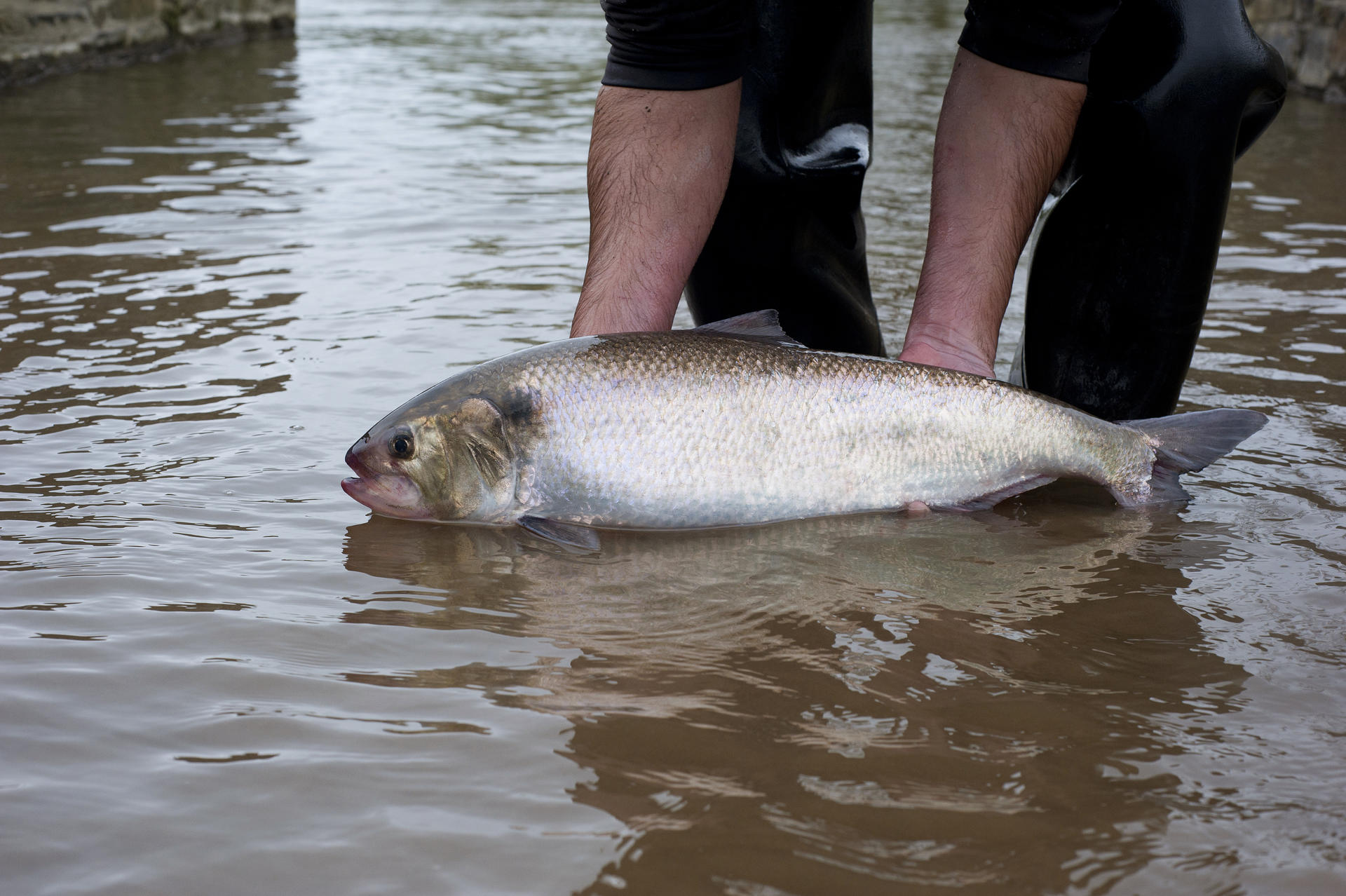 Pêche de l'alose - Fédération de pêche du Morbihan